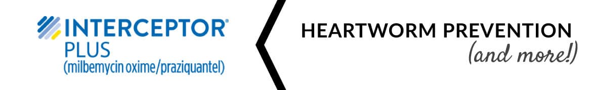 08-Interceptor | Grand Valley Animal Hospital