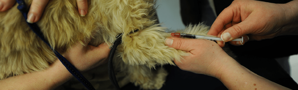 Vet Drawing Blood from Dog Arm for Blood Work Testing | Grand Valley ...