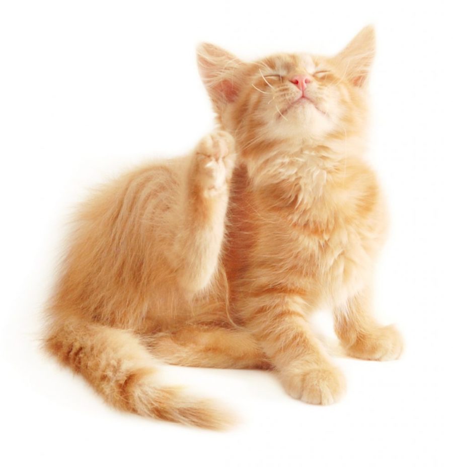 orange kitten scratching | Grand Valley Animal Hospital