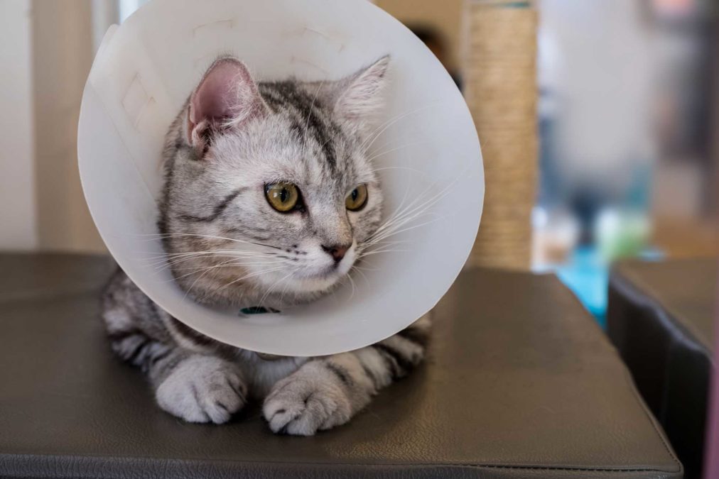 Relaxed cat with plastic cone on its head | Grand Valley Animal Hospital