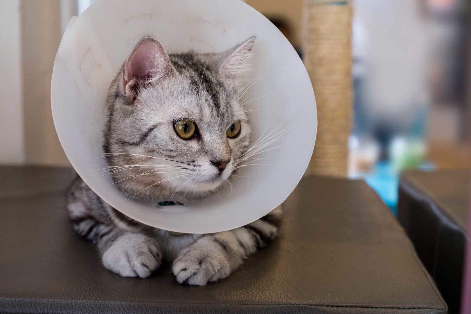 Relaxed cat with plastic cone on its head | Grand Valley Animal Hospital